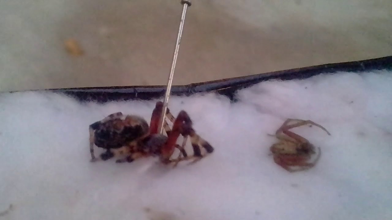 Como disecar una araña muy facil - YouTube