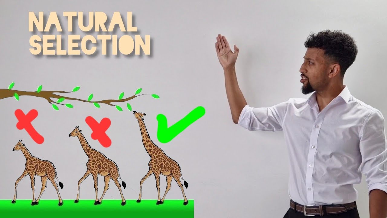 Science Raps: GCSE Biology - Evolution - YouTube