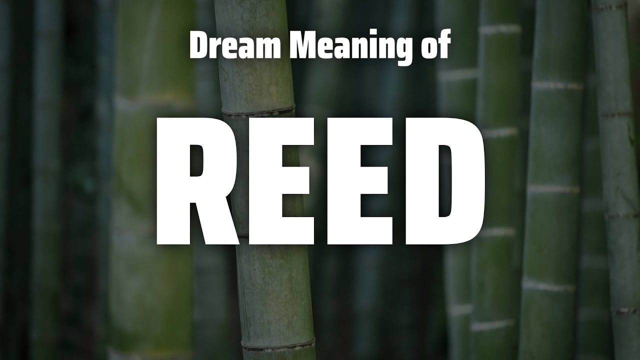 Reed Dream Meaning & Symbolism - YouTube