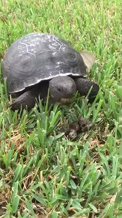 Gopher turtle eating dog poop! - YouTube