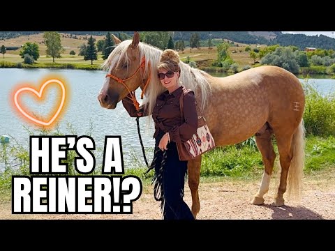 My Most UNEXPECTED Horse Purchase EVER! Meet My New Palomino!
