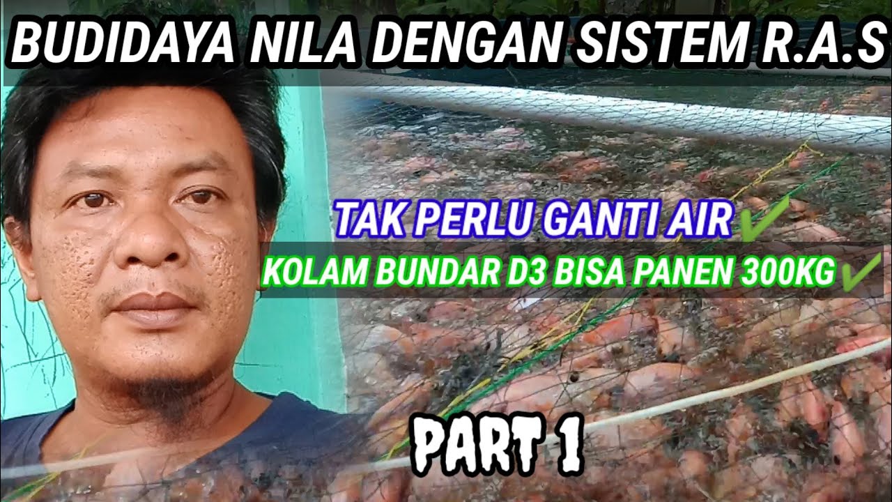 satu kolam bundar diameter 3 bisa panen 3 kuintal,BUDIDAYA NILA dengan ...