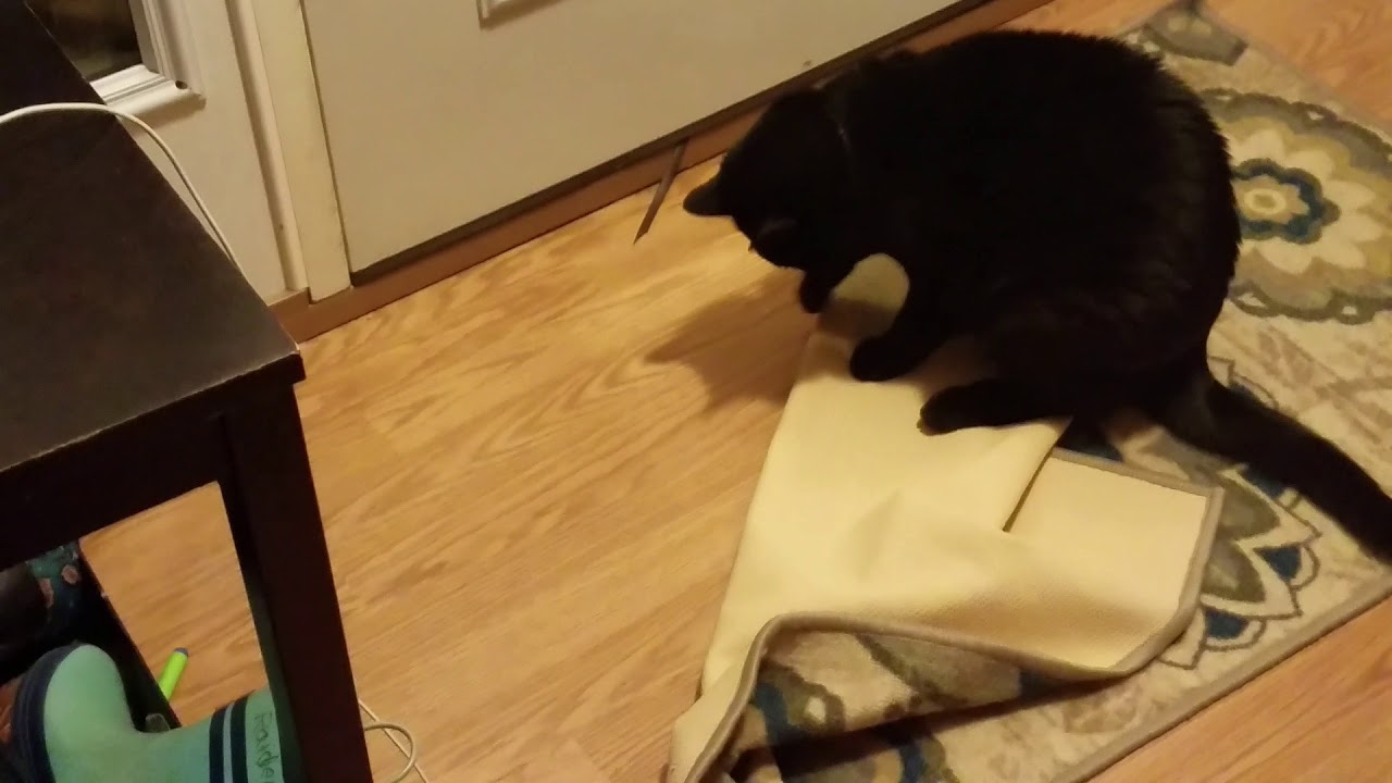 A little Nerf Dart chasing fun for our cat Wildman - YouTube