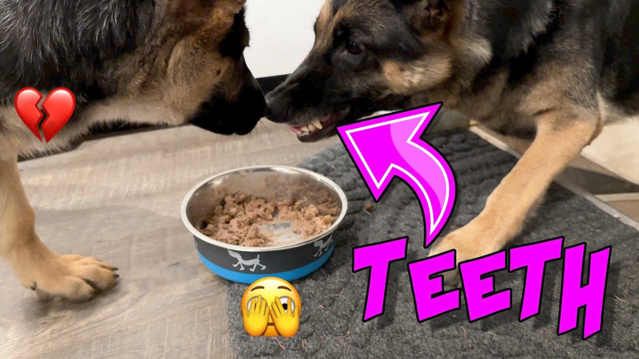 Hungry Shepherd Puppy Needs Food - YouTube