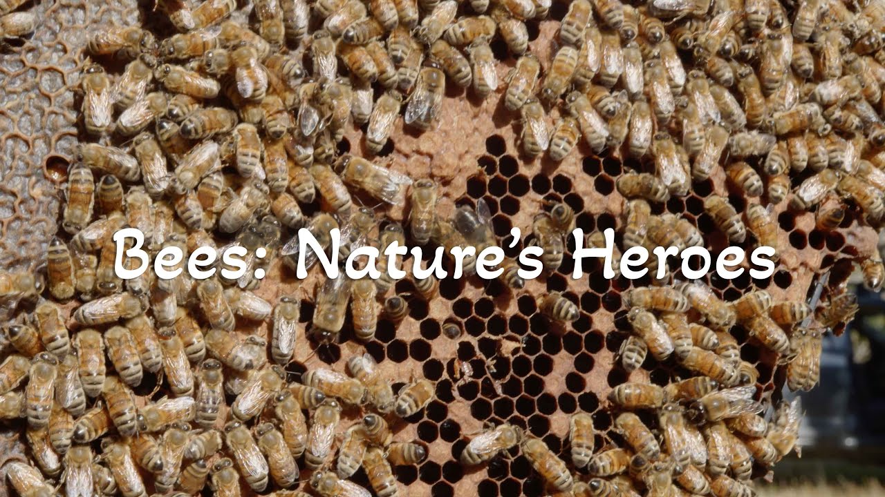 Nature's Heroes: Two Beekeepers From New Zealand on Why and How to ...