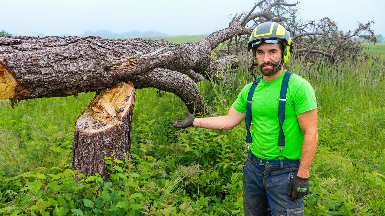 THE WORST WAY TO CUT A TREE | Don't Do This! - YouTube