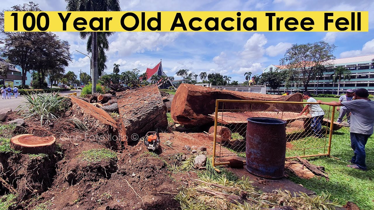 Iloilo City - Acacia Tree that fell over on CPU grounds - 4K UHD (raw ...