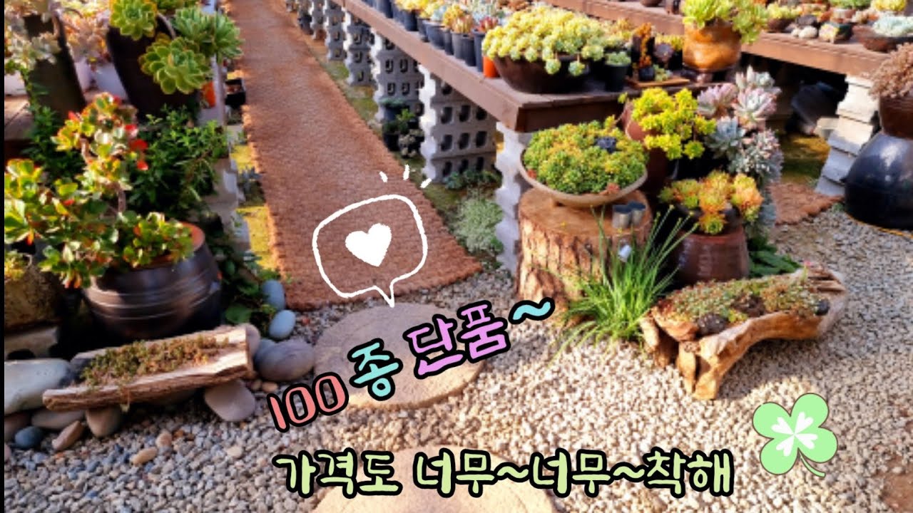 다육이100종단품~~가격도착해~🙆♀️🌼🌸🌼🌸🍀🍀🍀다육농장 다육구매 다육식물반려식물장마우산여름바위솔청주다육
