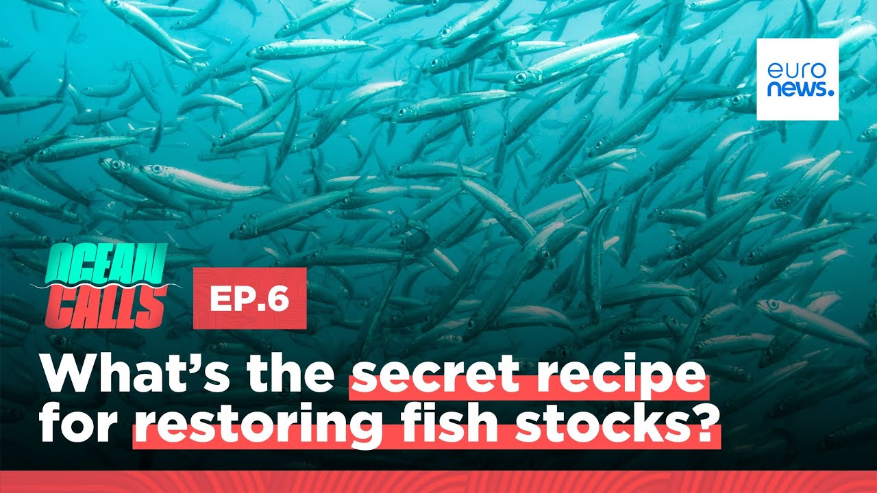 What’s the secret recipe for restoring fish stocks? - YouTube