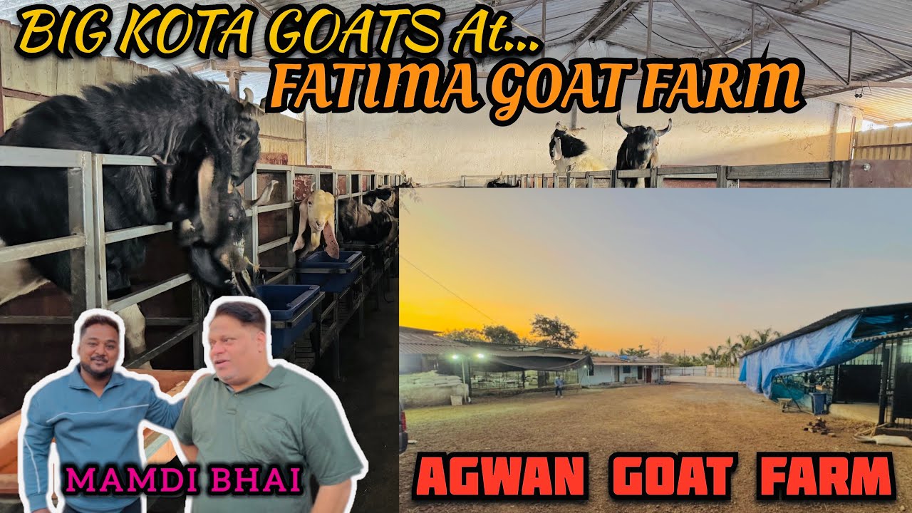 FATIMA GOAT FARM & AGWAN GOAT FARM FULL FARM TOUR ...