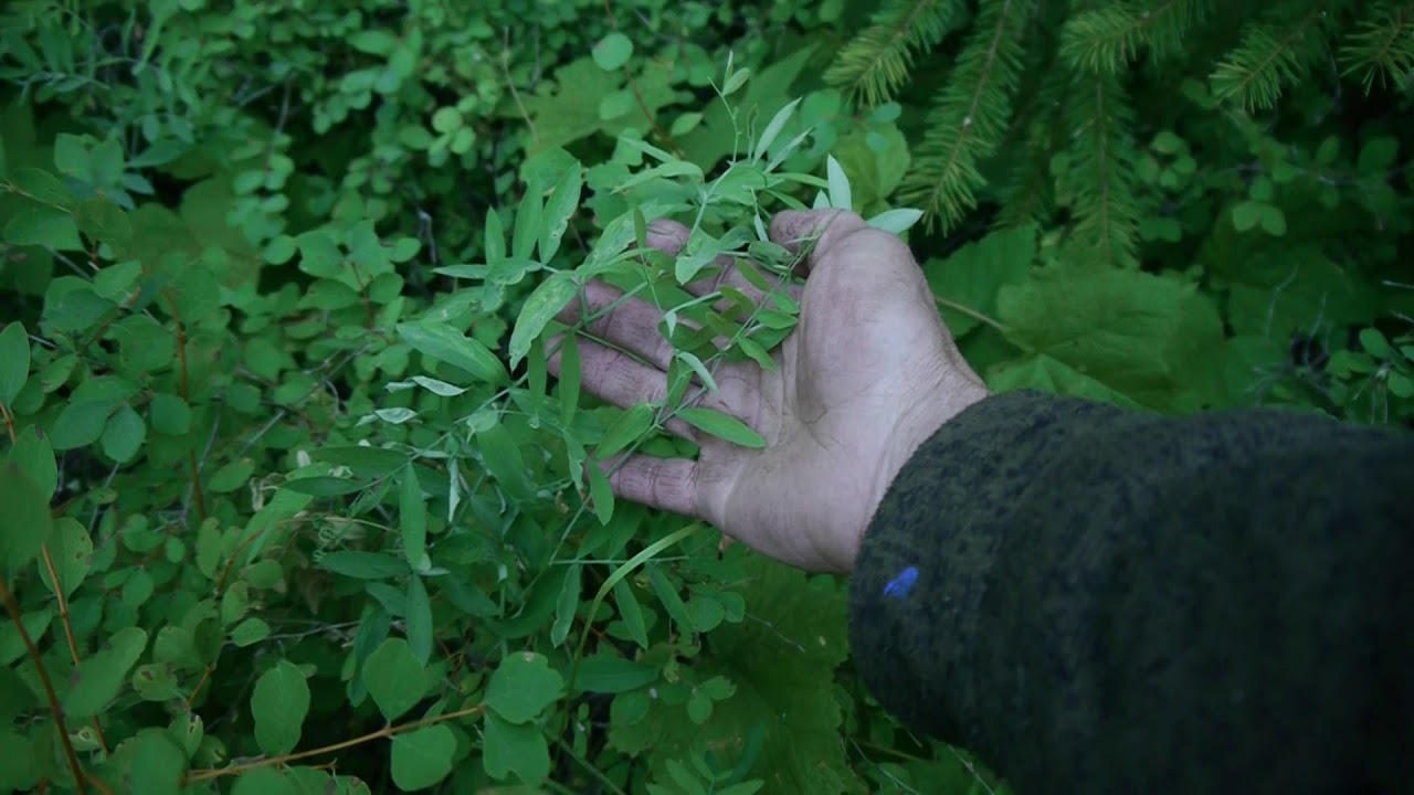 PNW: Identifying some Plants in the Pacific Northwest (2020) - YouTube