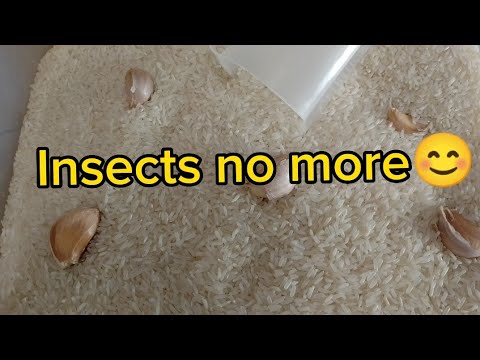pinaka mabisa pang alis ng bukbok or insekto sa bigas/bukbok sa bigas ...