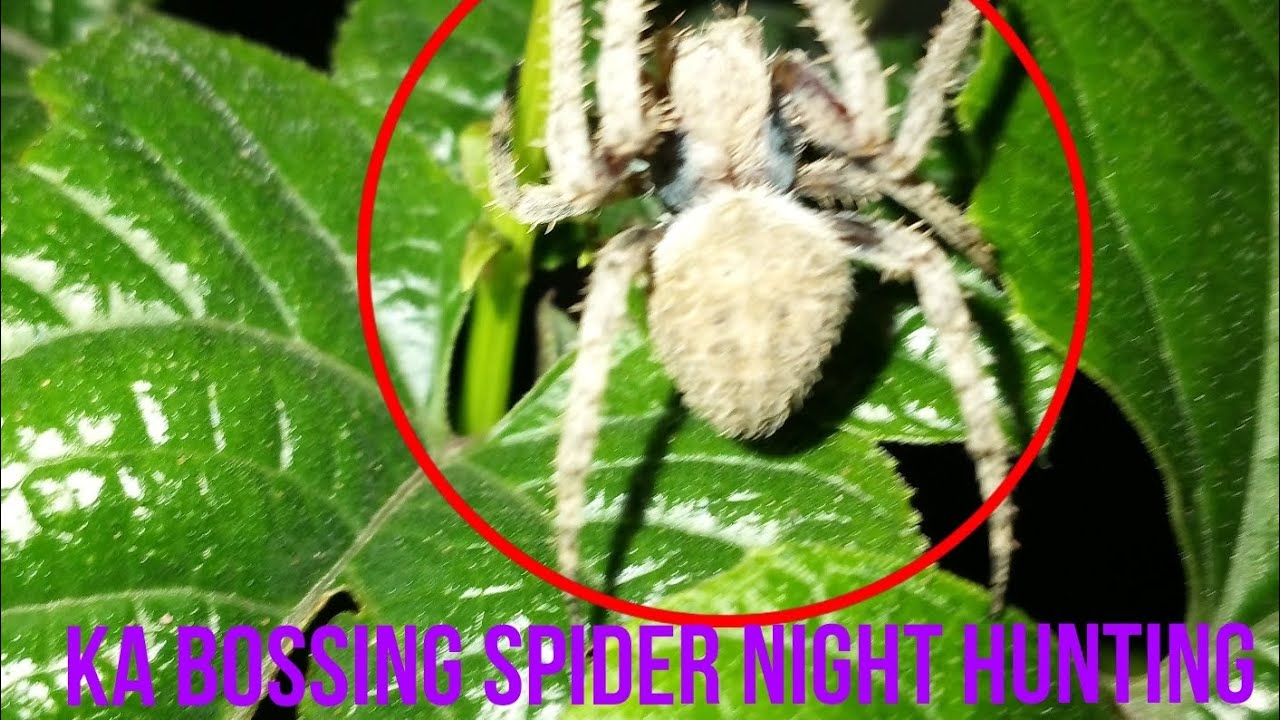 ka bossing #spider night hunting# magandang gagamba nakita namin - YouTube