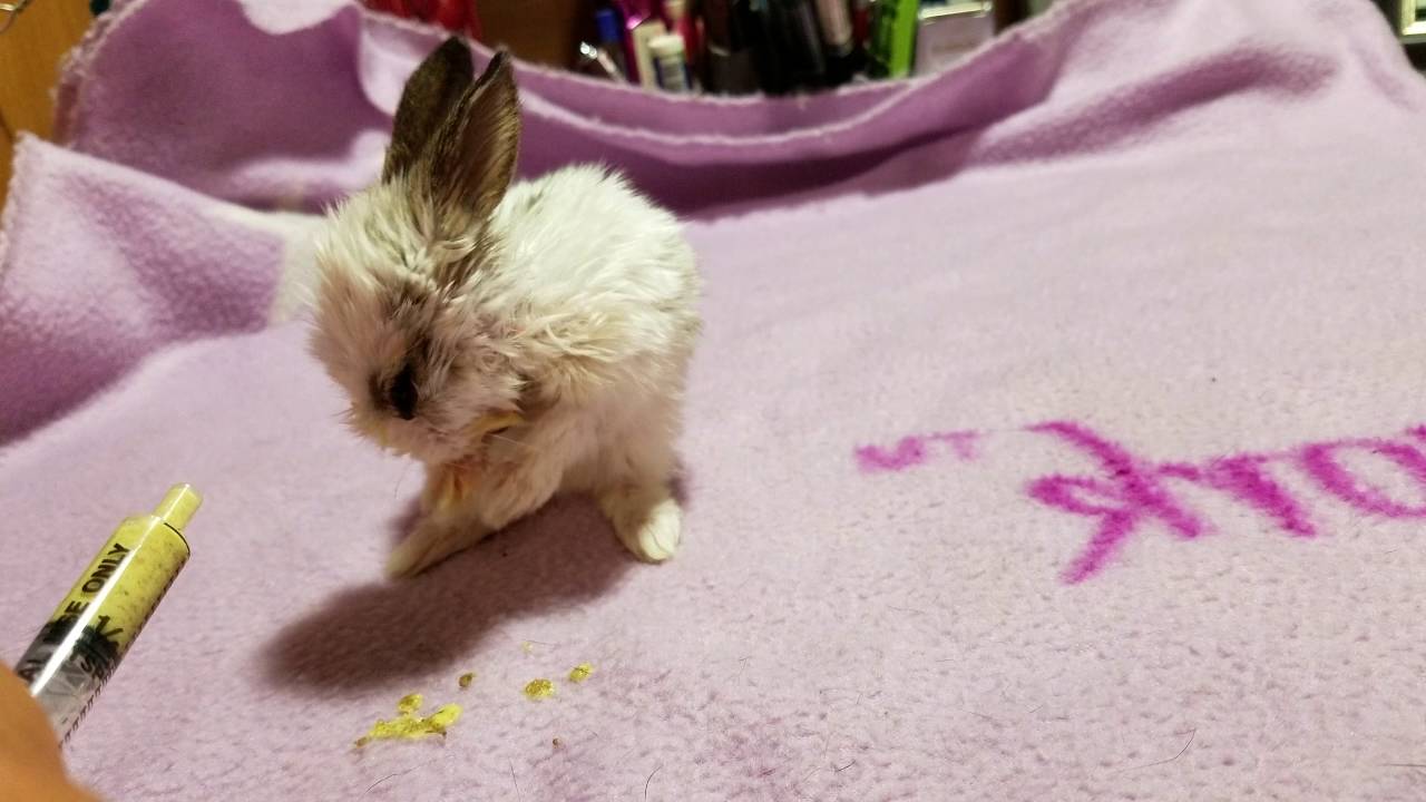 Worlds smallest bunny rabbit ever eating hand feeding - YouTube