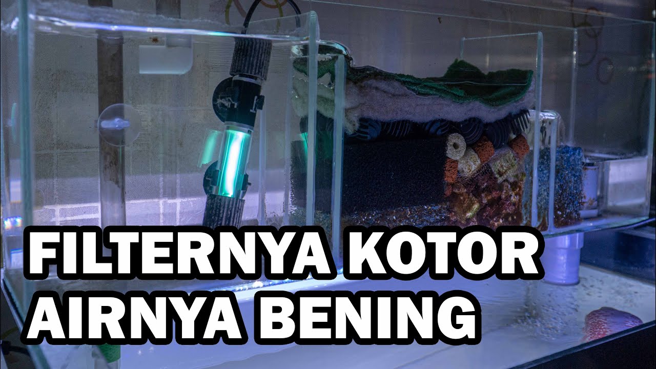 SETTING TOP MEDIA FILTER IKAN PREDATOR LOUHAN 2022 - YouTube