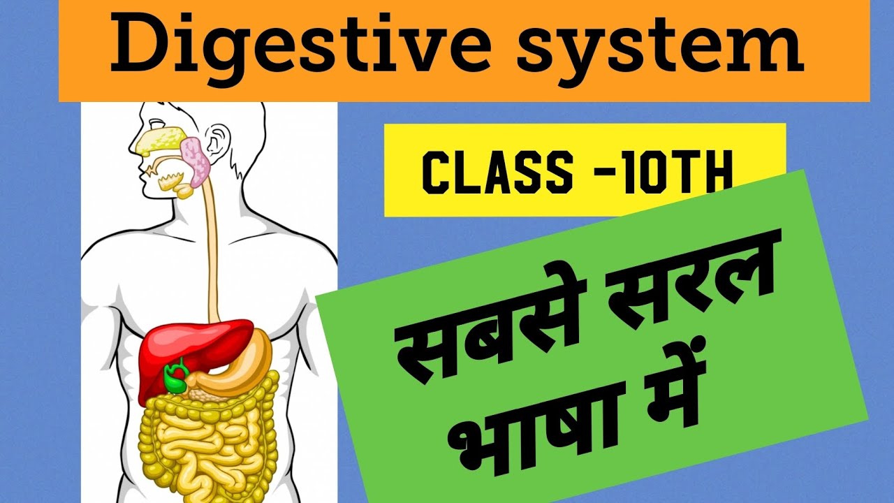 Digestive system (in human), chapter -Life process for class -9th and ...