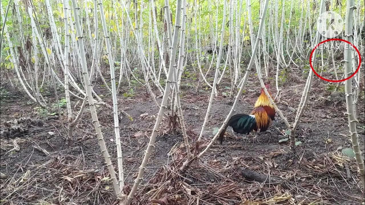 ต่อไก่ป่า Dib qaib qus tuaj zoo heev 28 /12/2024 - YouTube