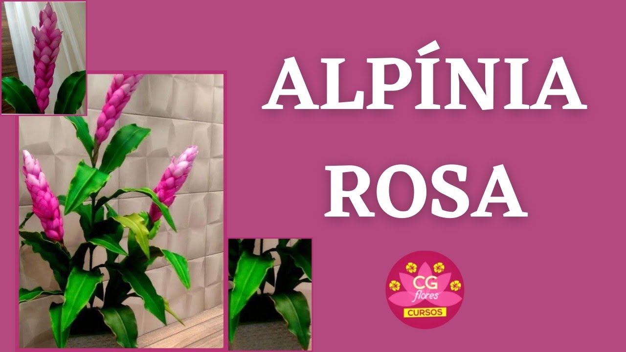 | PLANTA ALPÍNIA ROSA🌷 - YouTube