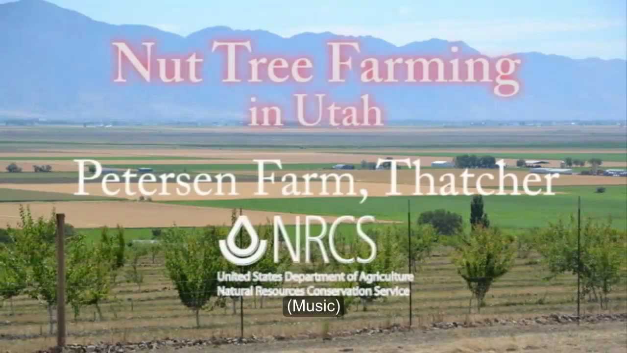 NRCS assists nut tree farmers in Utah - YouTube