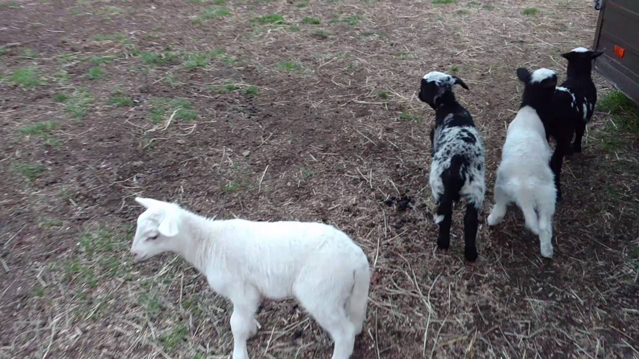 Baby lambs frolicking around mother sheep - YouTube
