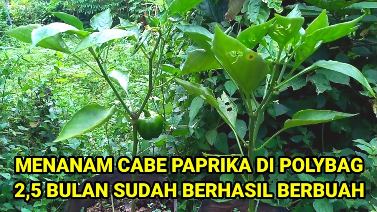 Hanya di Polybag, Tanaman Cabe Paprika Ini Berhasil Berbuah - YouTube