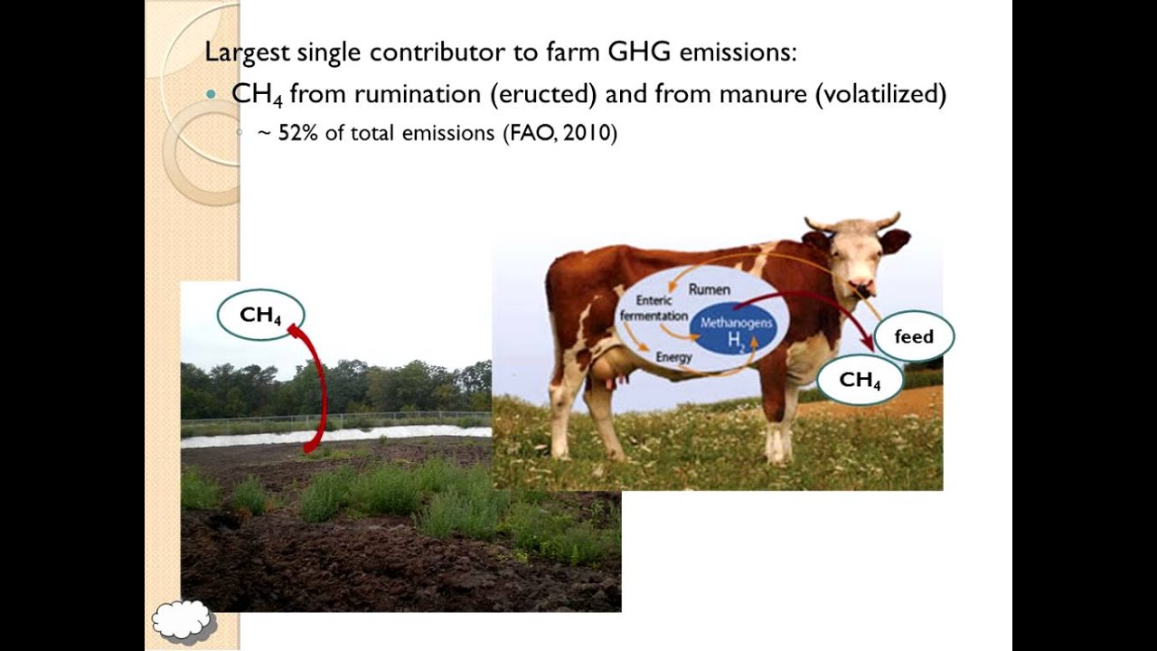 ABC's of Life Cycle Analysis for Dairy Production - YouTube