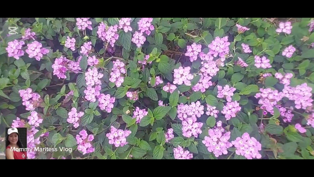 Golden Trumpet trail.. beautiful yellow blooms of the tree. - YouTube