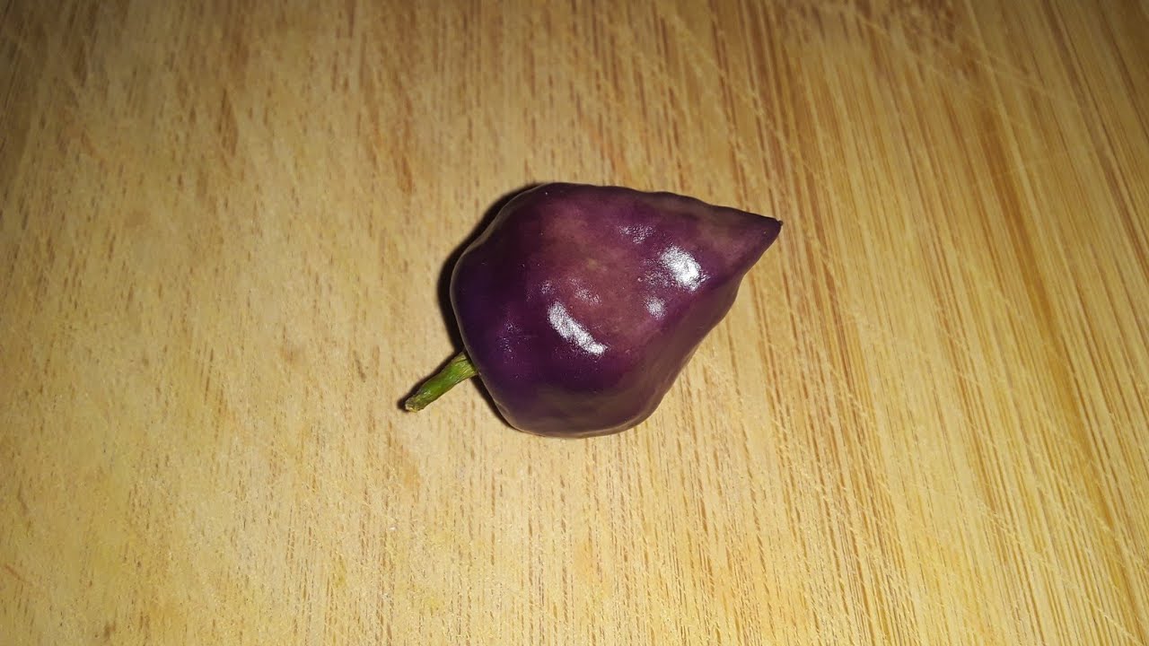 Pepper Review #23 Purple UFO pepper 30,000-45,000 shu - YouTube