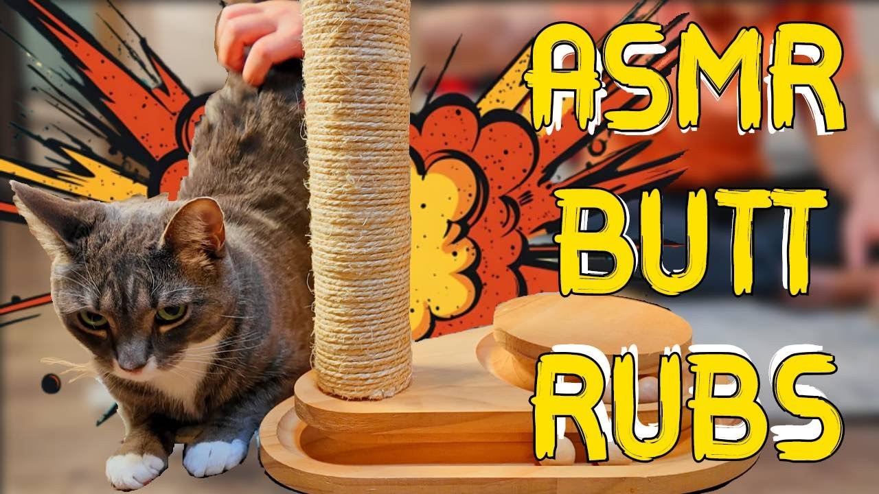 Cat PLAY TIME with me (15 minutes of cat play) - YouTube