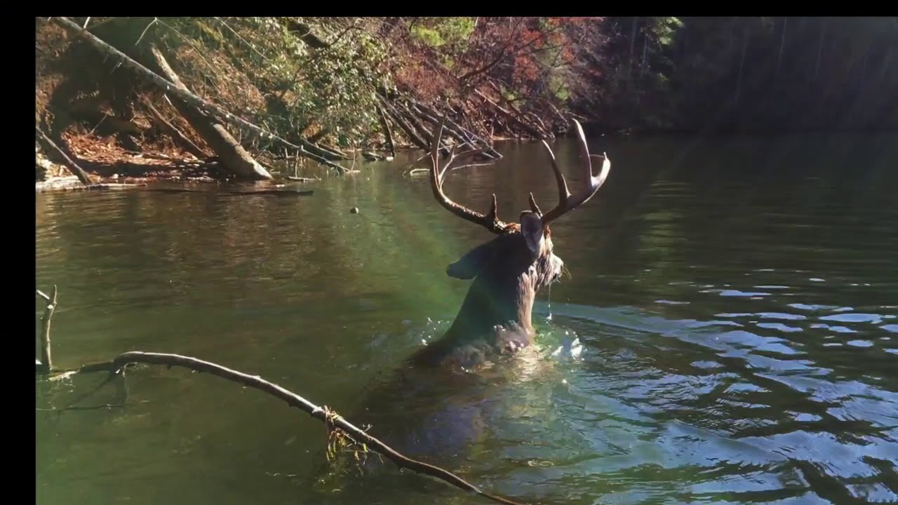 Kayaking Encounter With A Whitetail Buck - YouTube