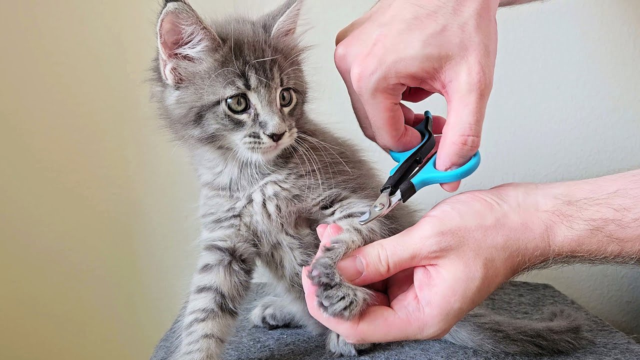 Trimming Kitten Claws - YouTube