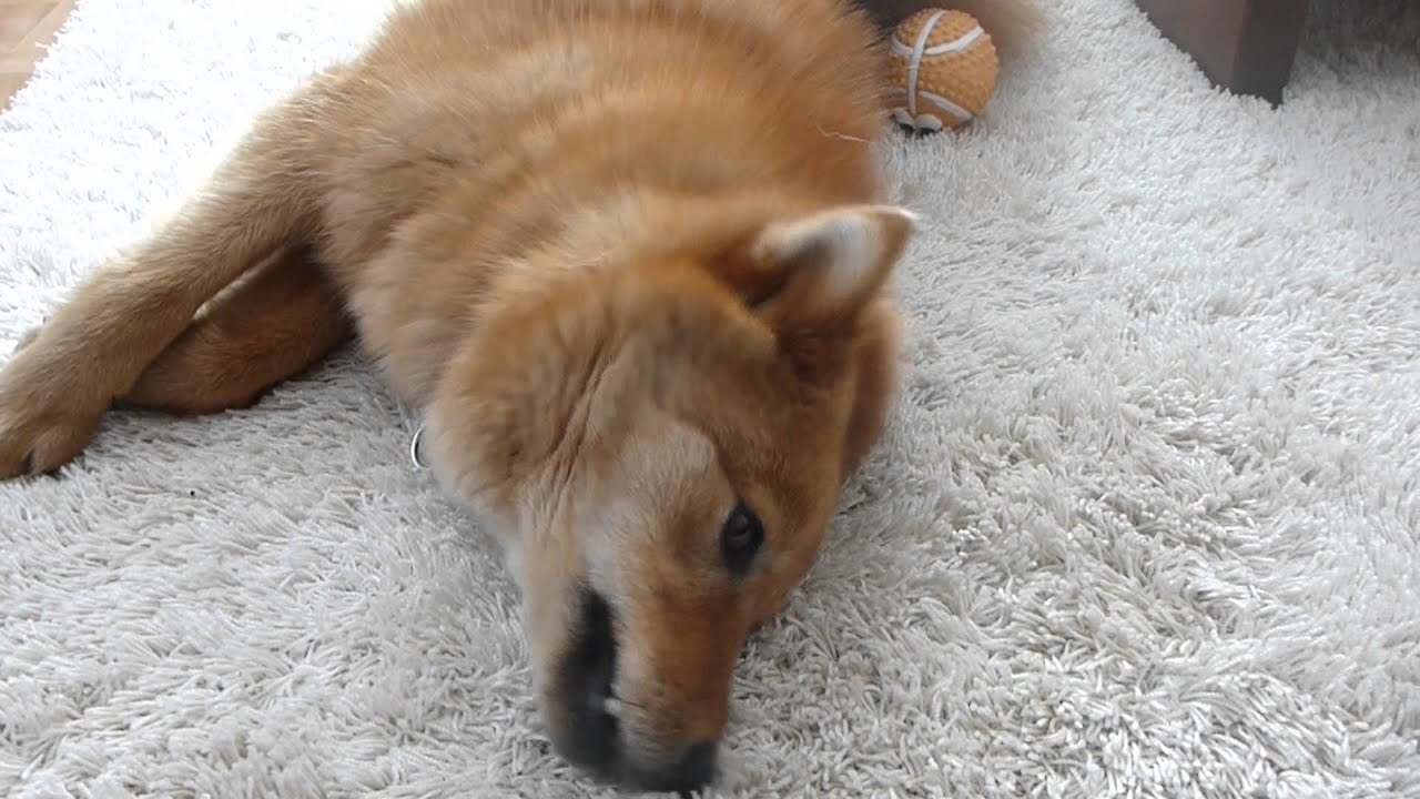 suomen pystykorva Piki - YouTube