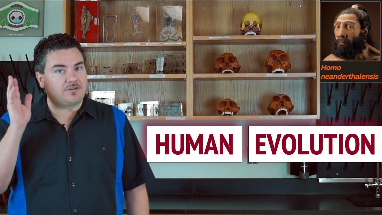 An Introduction to Human Evolution - YouTube
