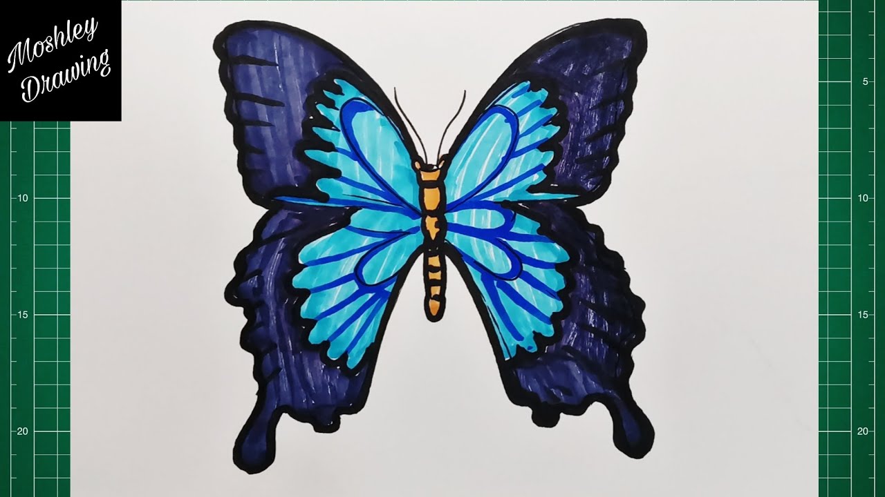 How to Draw Ulysses Butterfly - YouTube