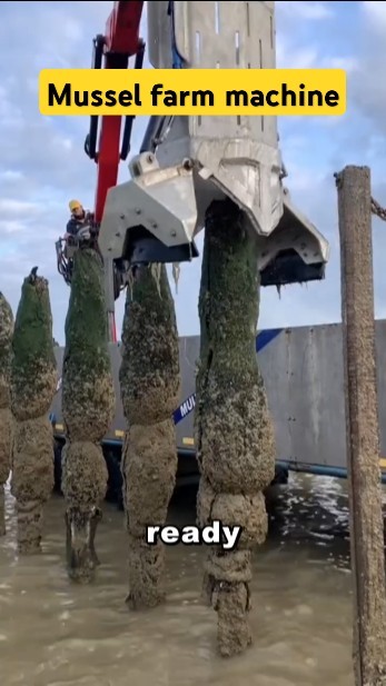 Mussel Harvesting Technology #nature - YouTube