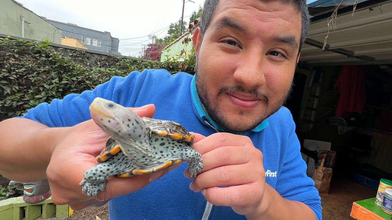 Exotic Turtles & Humans on Terrific Tuesdays At TortoiseLand 🐢 ️ - YouTube