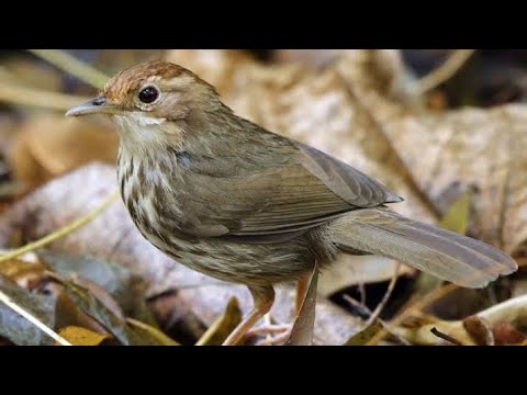 Puff throated banker bird 🐦🐦 - YouTube