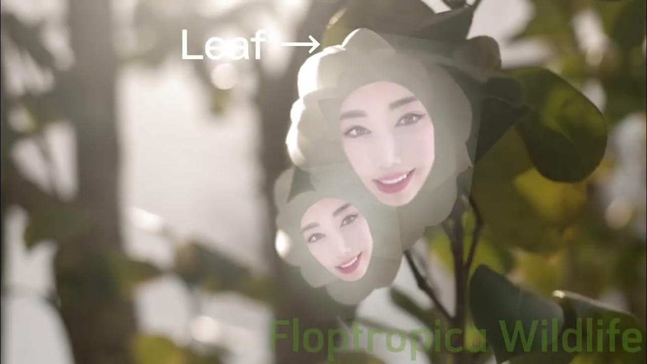 Floptropica Wildlife Documentary Cameliafei Albussy Pleroduct YouTube floptropica-wildlife-documentary-cameliafei-albussy-pleroduct-youtube