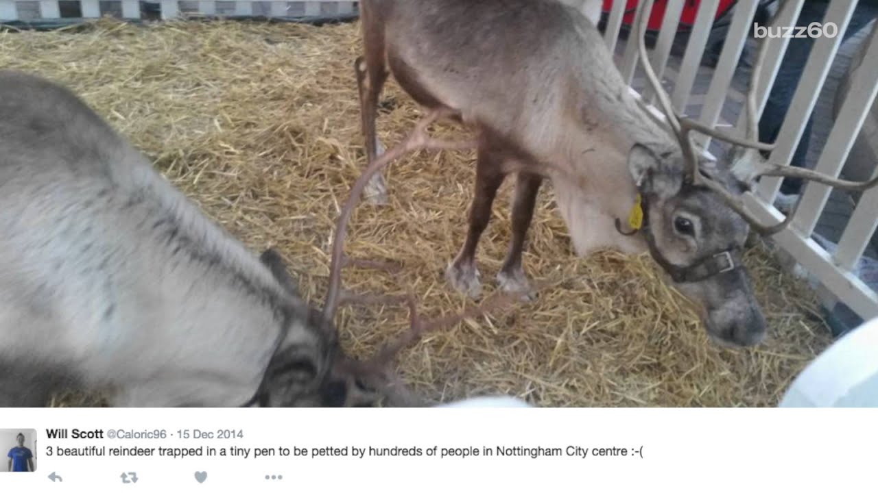 Santa loses one of his reindeer, causing chaos in the streets - YouTube