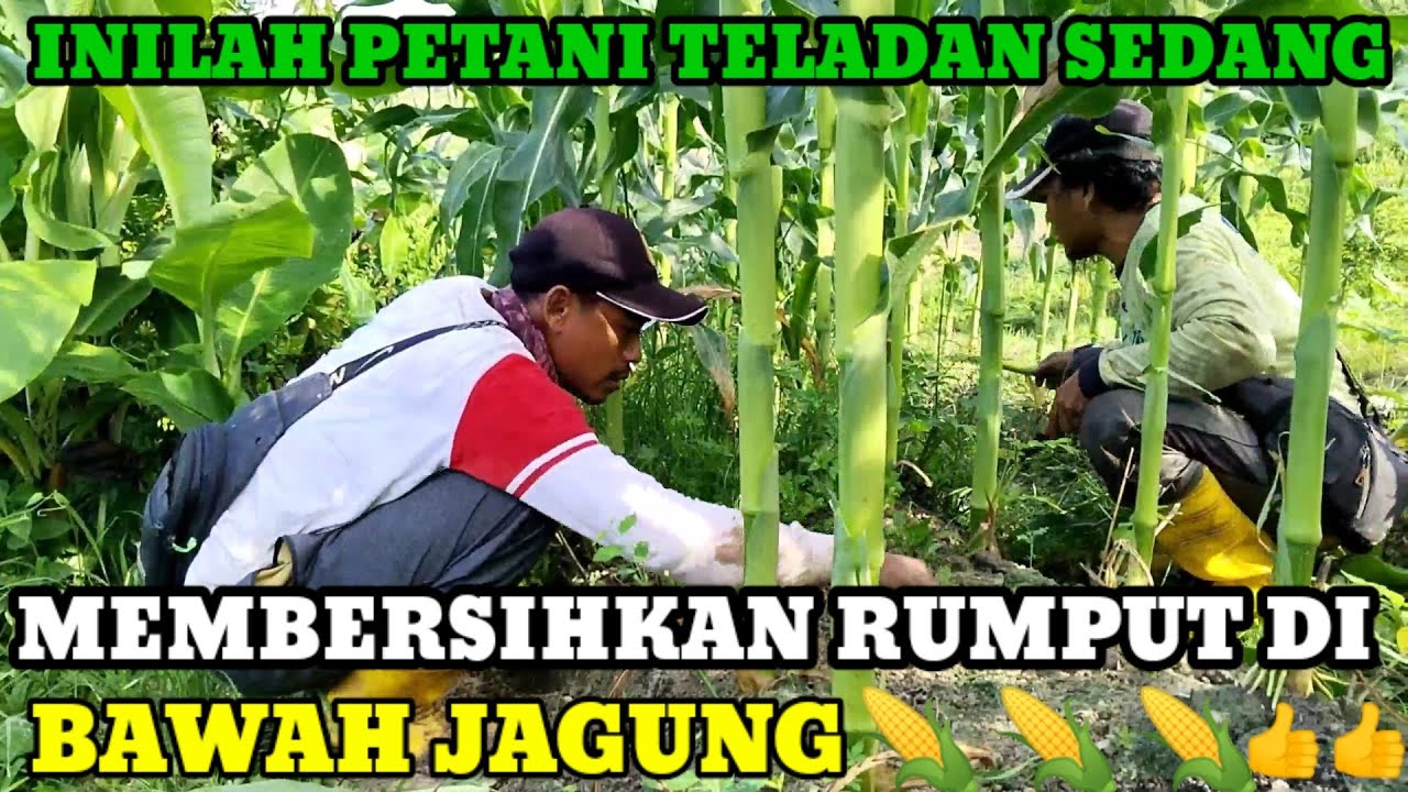 MEMBERSIHKAN RUMPUT DI BAWAH KEBUN JAGUNG.. SUPAYA TUMBUH SUBUR, BIAR ...