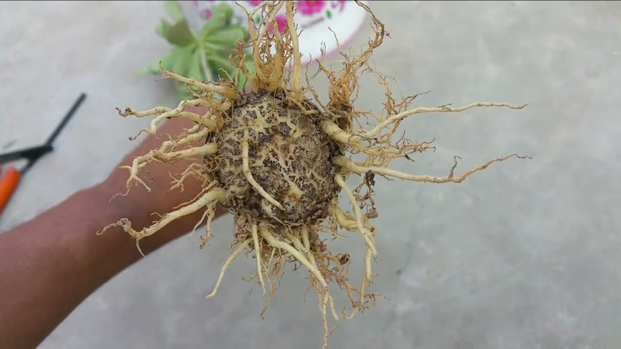Adenium Radial Roots//Grow Radial Roots in Adenium - YouTube