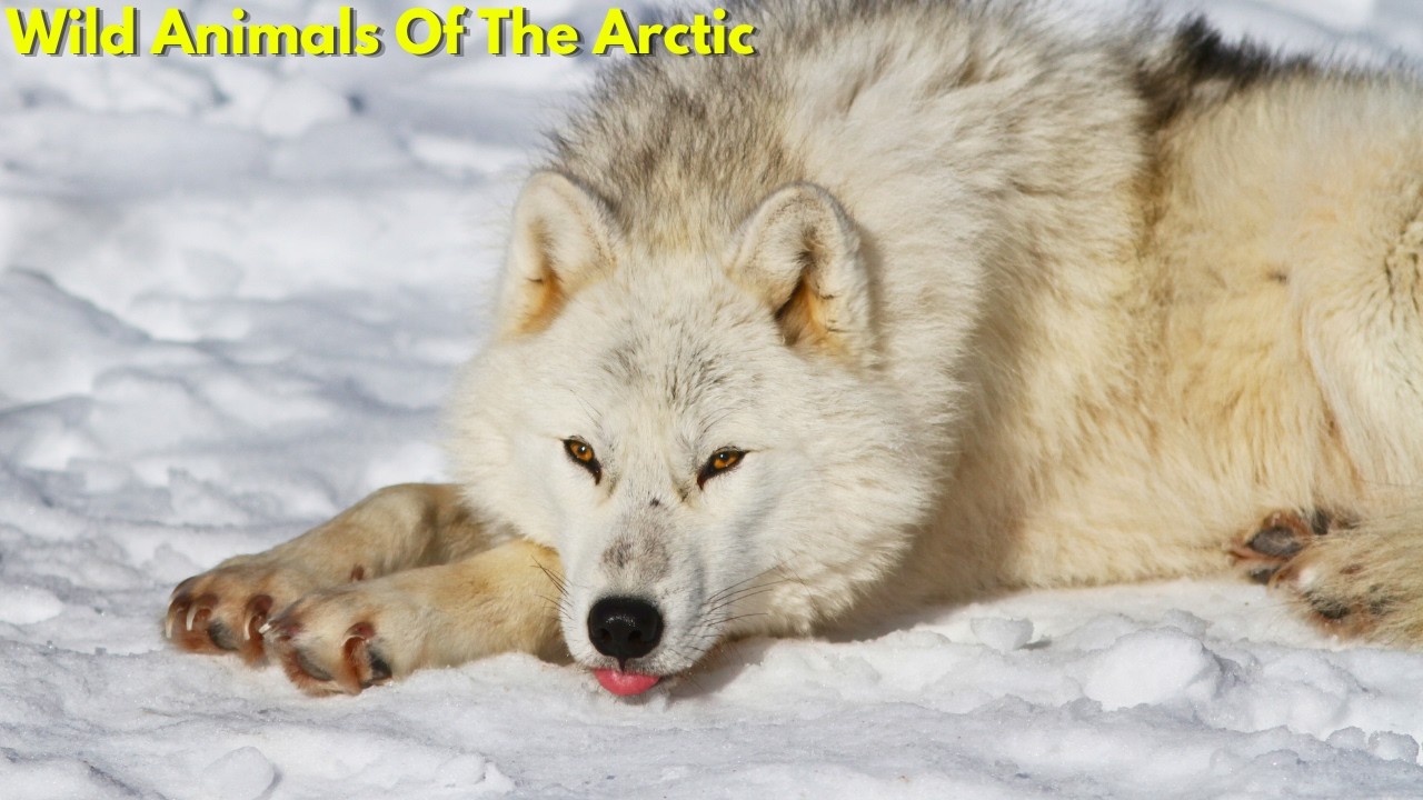 Wild Animals of The Arctic: What Makes Arctic Animals So Unique? - YouTube