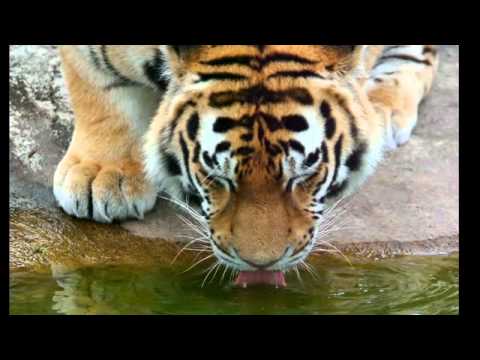 Wildlife Slide Show - YouTube