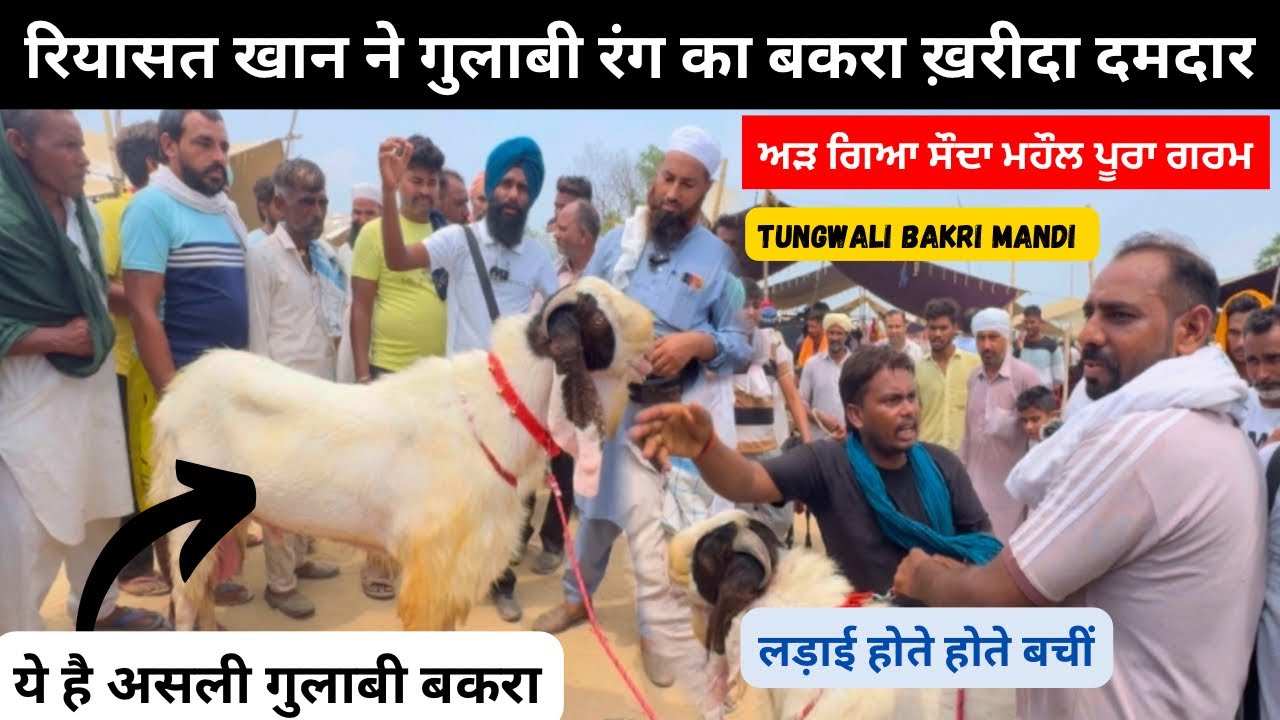 ये है असली गुलाबी बकरा जो रियासत खान ने बड़ी क़ीमत पर भी नहीं छोड़ा ll ...