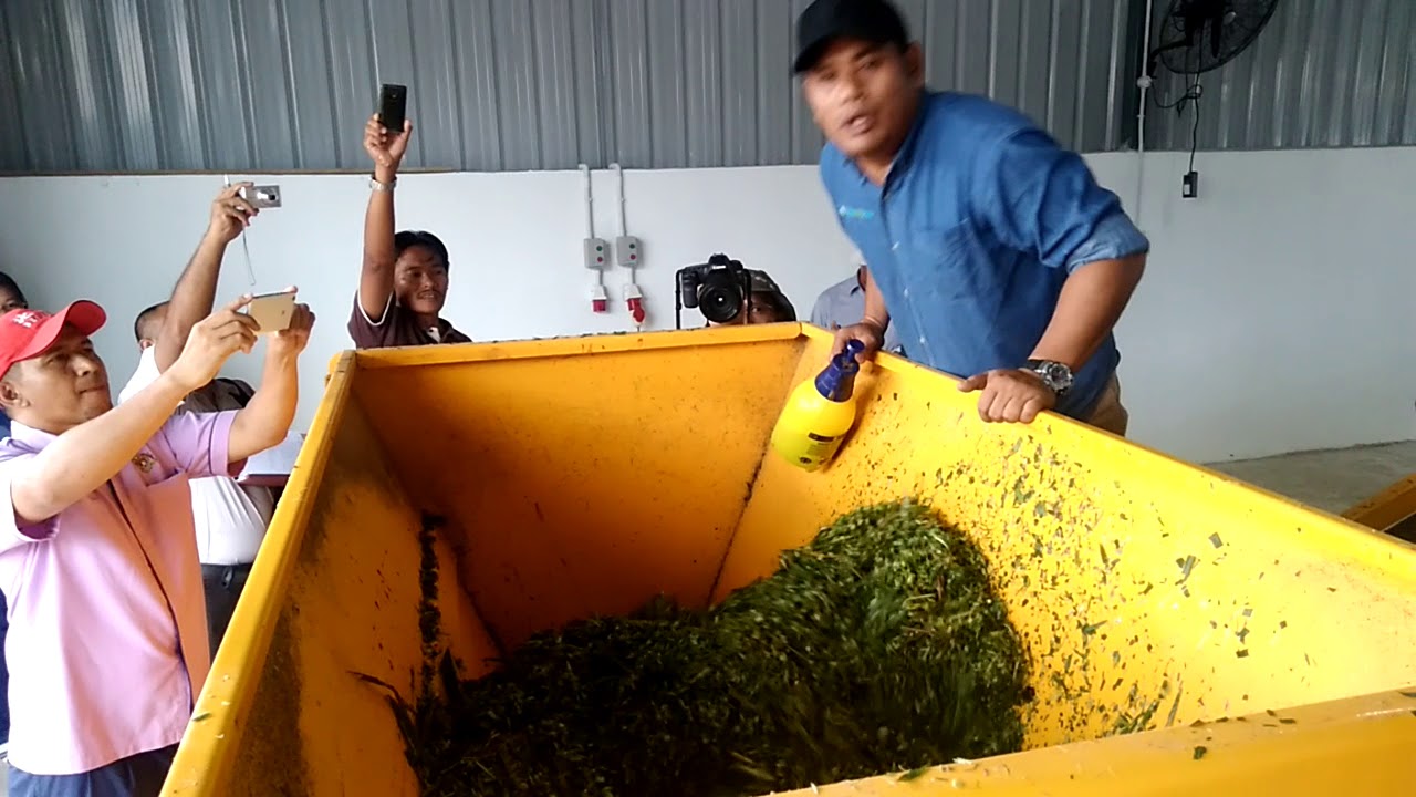 The making of Napier silaj Pekan Pahang Saba Agro part 1 - YouTube