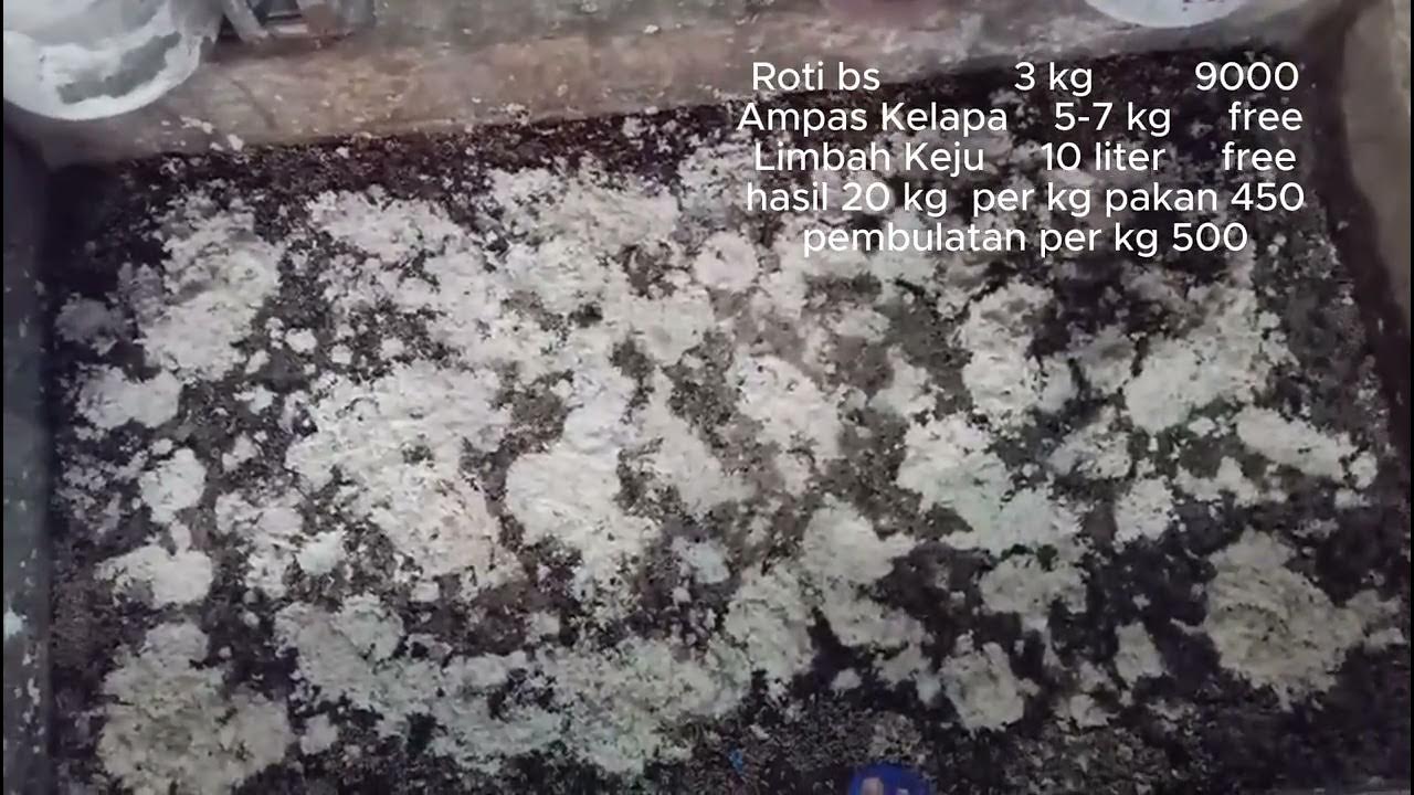 Pemberian Pakan Maggot #9 - YouTube