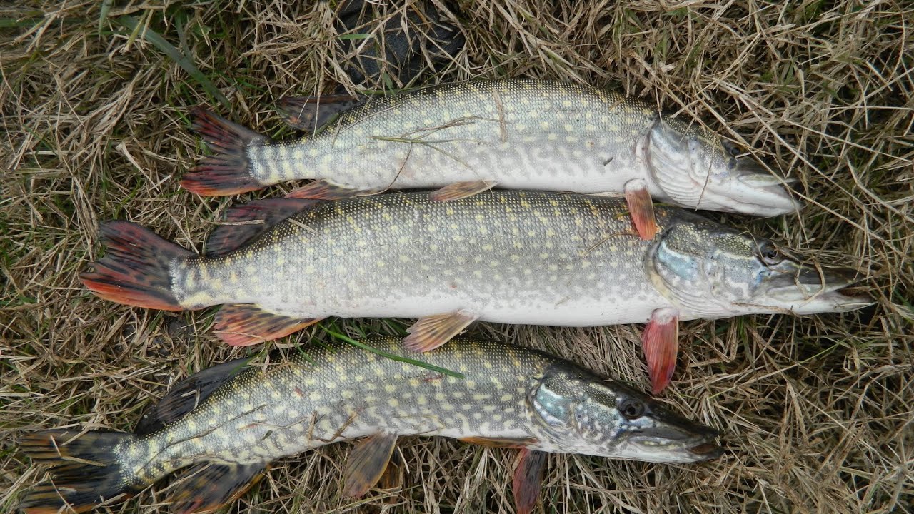 Pescuit Raul Calnistea 15 11 2014 - YouTube