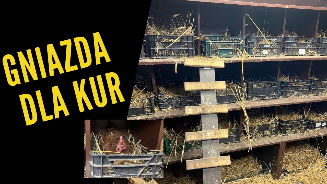 Gniazda dla kur. Ile kury znoszą jajek? - YouTube
