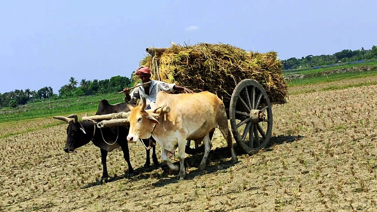 Cow cart Heavy Load paddy // Bullock cart ride // Paddy transport ...