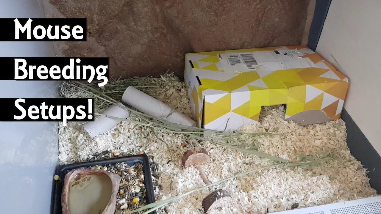 How I Breed My ASF Mice | Different setups - YouTube